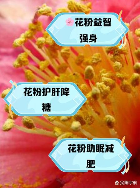 花粉什么时候吃减肥_花粉减肥正确吃法-第1张图片-山城妙识