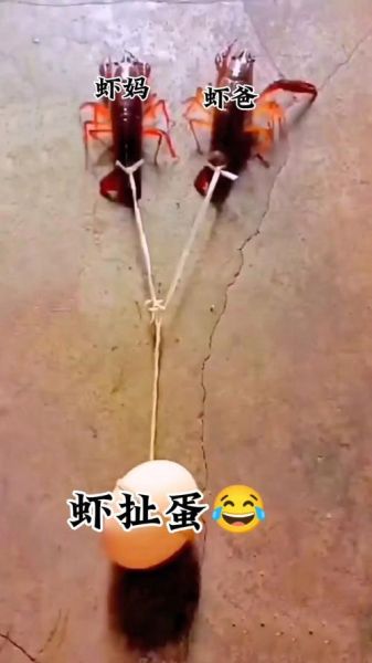 虾扯蛋视频怎么拍_虾扯蛋视频为什么这么火-第2张图片-山城妙识