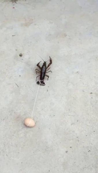 虾扯蛋视频怎么拍_虾扯蛋视频为什么这么火-第1张图片-山城妙识