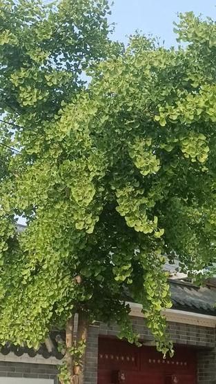 银杏树叶子像什么_银杏叶形状像哪种扇子-第1张图片-山城妙识