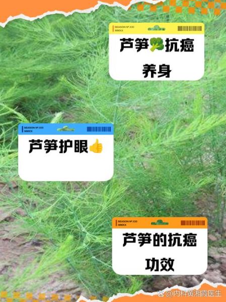 芦笋的营养价值_芦笋的功效与作用-第2张图片-山城妙识