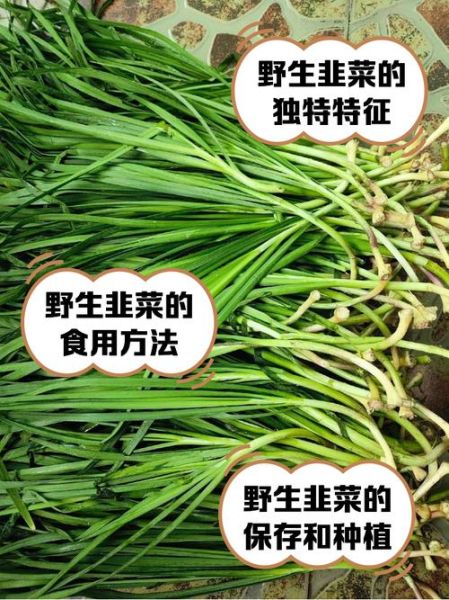 山韭菜图片_如何辨别真假山韭菜-第1张图片-山城妙识