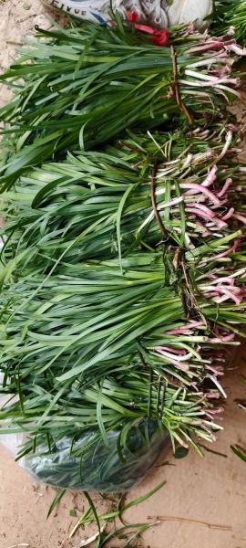 山韭菜图片_如何辨别真假山韭菜-第3张图片-山城妙识