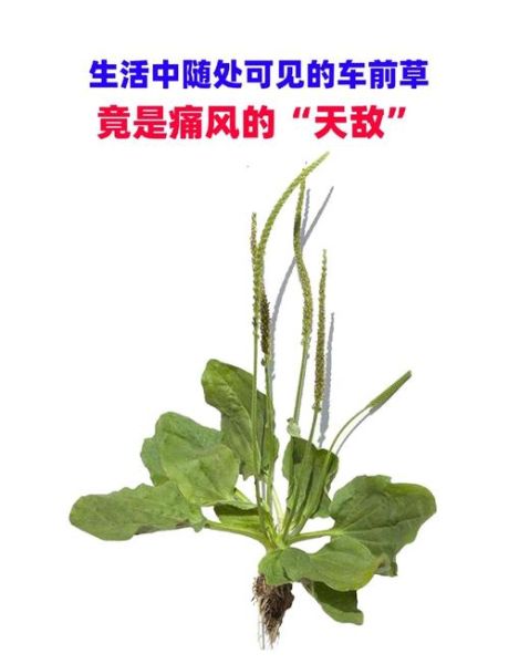 车前草能治痛风吗_车前草降尿酸效果怎么样-第3张图片-山城妙识