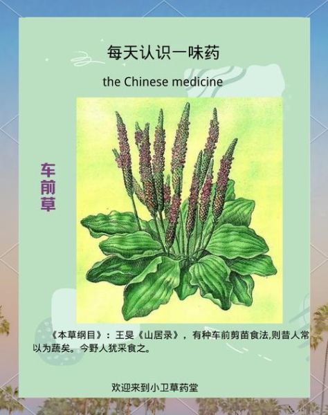 车前草能治痛风吗_车前草降尿酸效果怎么样-第2张图片-山城妙识