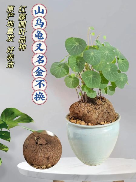 金不换是什么_金不换的功效与作用-第3张图片-山城妙识