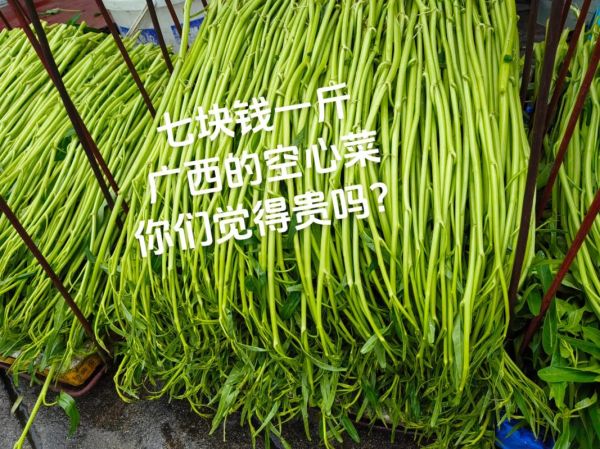 空心菜图片大全大图真实_空心菜怎么挑选最新鲜-第3张图片-山城妙识