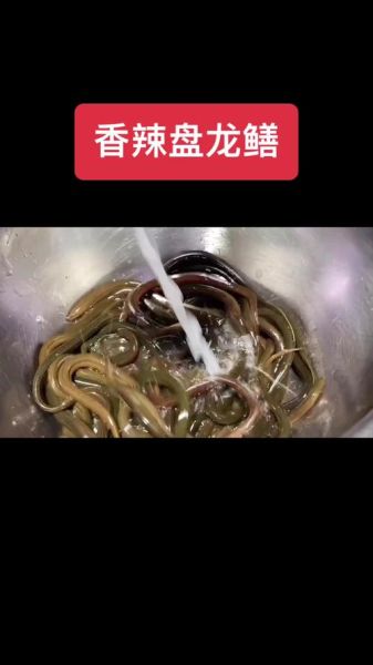 盘龙黄鳝怎么做好吃_盘龙黄鳝做法步骤-第1张图片-山城妙识 盘龙黄鳝怎么做好吃_盘龙黄鳝做法步骤-第1张图片-山城妙识