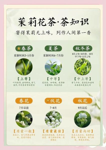 茉莉花茶图片大全_如何挑选正宗茉莉花茶-第2张图片-山城妙识 茉莉花茶图片大全_如何挑选正宗茉莉花茶-第2张图片-山城妙识