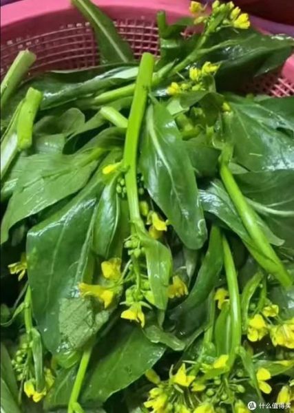 广东菜心什么时候播种_广东菜心种植技术-第1张图片-山城妙识 广东菜心什么时候播种_广东菜心种植技术-第1张图片-山城妙识