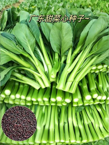 广东菜心什么时候播种_广东菜心种植技术-第2张图片-山城妙识 广东菜心什么时候播种_广东菜心种植技术-第2张图片-山城妙识