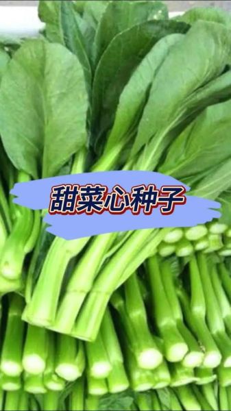 广东菜心什么时候播种_广东菜心种植技术-第3张图片-山城妙识 广东菜心什么时候播种_广东菜心种植技术-第3张图片-山城妙识