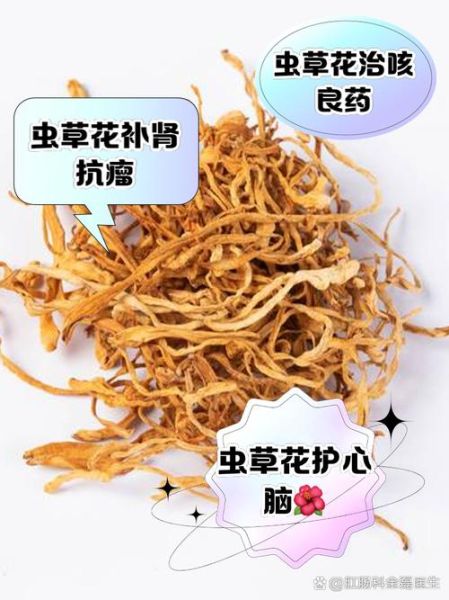 虫草的功效与作用及禁忌_哪些人不能吃虫草-第3张图片-山城妙识