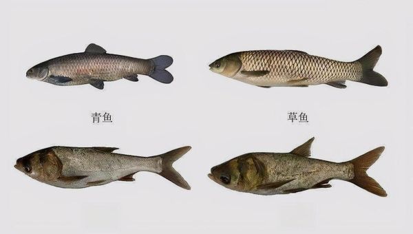 青鱼长什么样子_青鱼图片特征-第2张图片-山城妙识