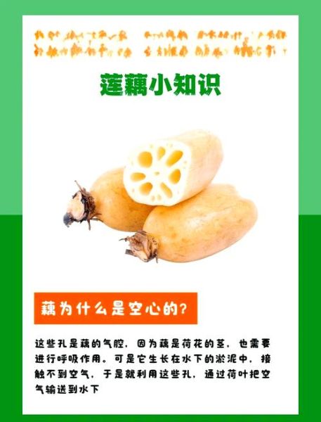 莲藕哪个部位最嫩_莲藕各部位口感区别-第2张图片-山城妙识