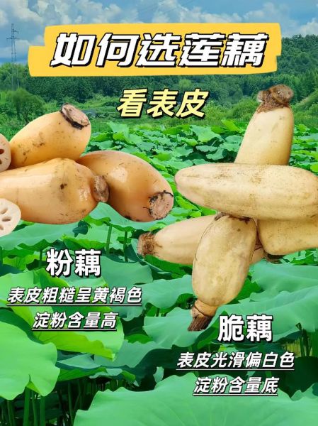 莲藕哪个部位最嫩_莲藕各部位口感区别-第3张图片-山城妙识