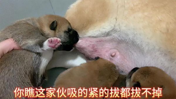 草莓印怎么吸_草莓印多久能消-第3张图片-山城妙识 草莓印怎么吸_草莓印多久能消-第3张图片-山城妙识