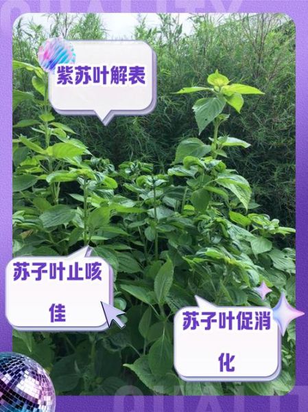 苏子叶泡水有什么功效_苏子叶泡水能减肥吗-第1张图片-山城妙识