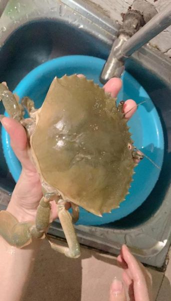 青蟹图片大全大图_高清实拍哪里找-第1张图片-山城妙识