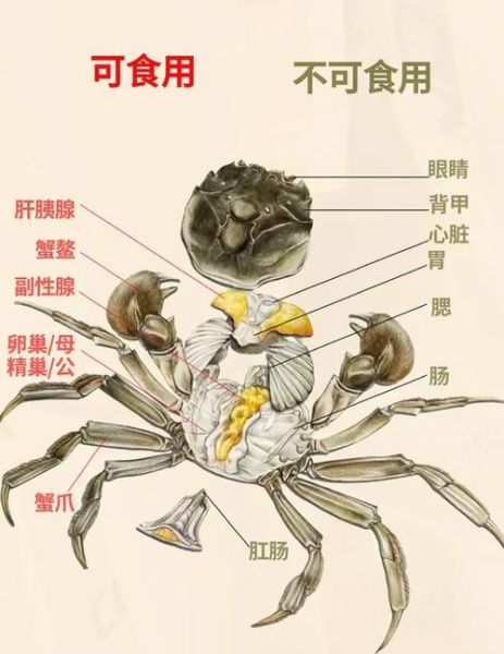 螃蟹的内脏结构图_哪些部位不能吃-第1张图片-山城妙识 螃蟹的内脏结构图_哪些部位不能吃-第1张图片-山城妙识