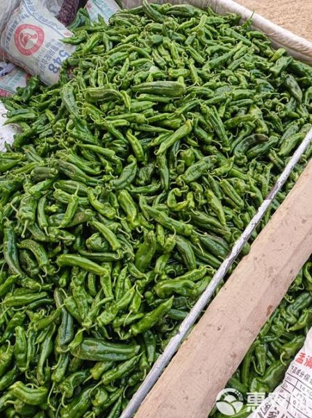 全国最大的蔬菜批发网在哪_怎么找一手货源-第1张图片-山城妙识