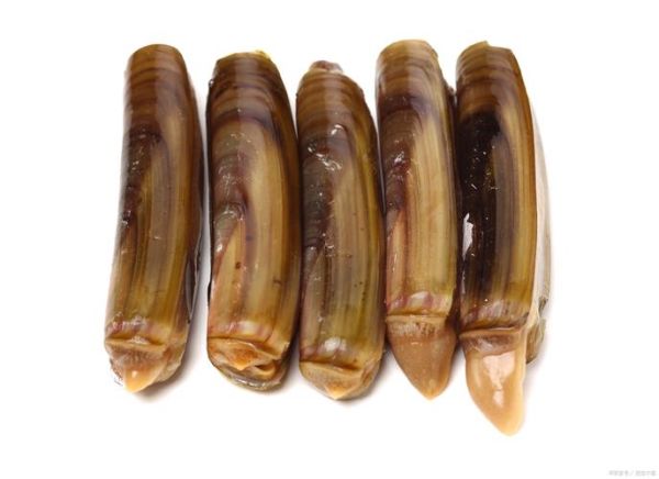 蛏子鼻子是什么东西_蛏子鼻子能吃吗-第3张图片-山城妙识