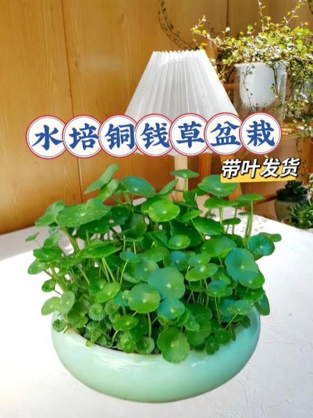 金钱草水培怎么养_金钱草水培多久换一次水-第1张图片-山城妙识
