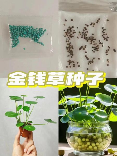 金钱草水培怎么养_金钱草水培多久换一次水-第2张图片-山城妙识