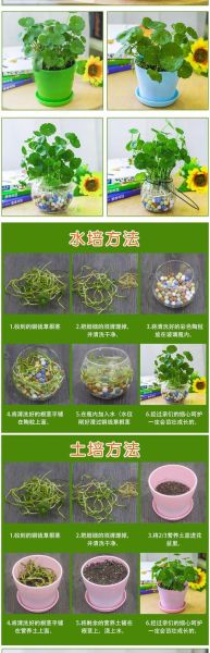 金钱草水培怎么养_金钱草水培多久换一次水-第3张图片-山城妙识