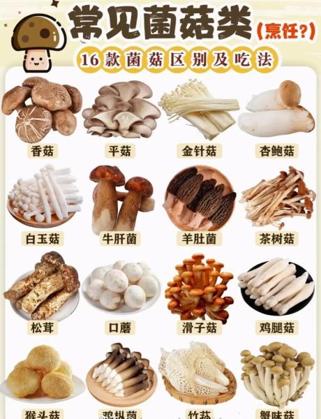 蘑菇图片及名称_如何识别常见食用菇-第2张图片-山城妙识