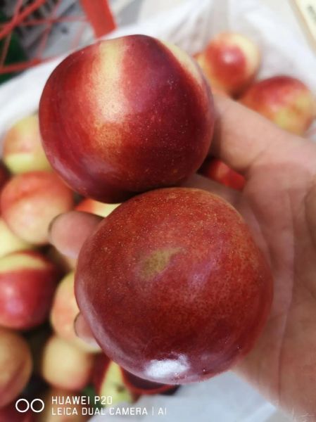 蜜枣桃图片_蜜枣桃长什么样-第1张图片-山城妙识