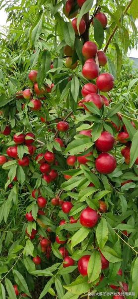 蜜枣桃图片_蜜枣桃长什么样-第2张图片-山城妙识