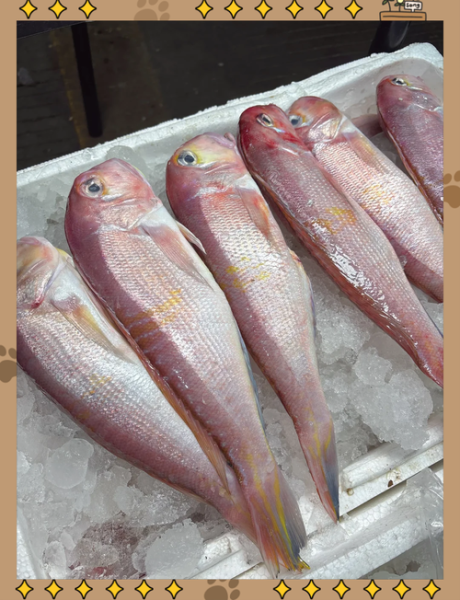 马头鱼的功效与作用_马头鱼怎么吃最营养-第1张图片-山城妙识