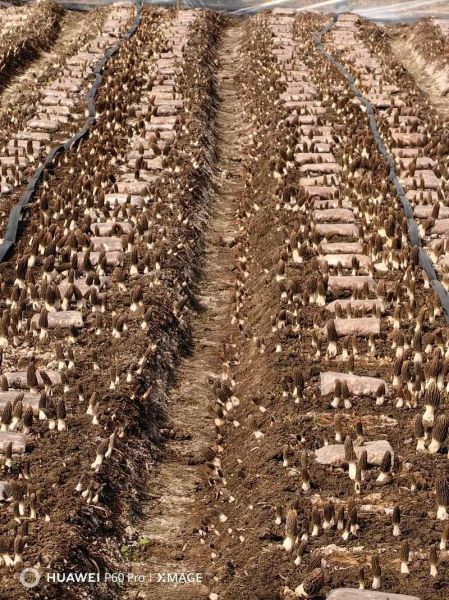 食用菌种植成本与利润_一亩地能赚多少钱-第1张图片-山城妙识