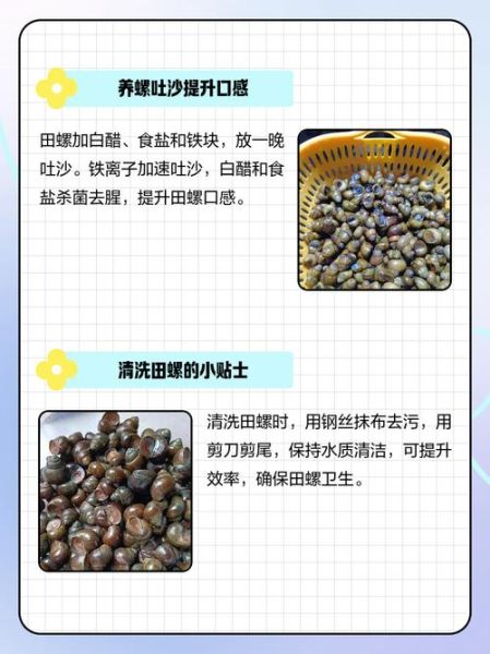 田螺怎么清洗干净_田螺的家常做法-第1张图片-山城妙识