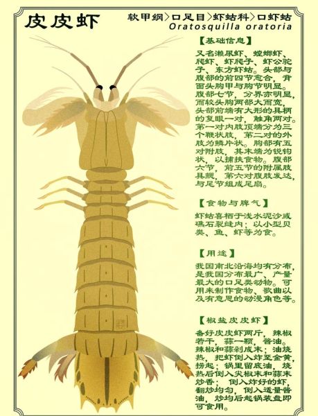 虾蛄怎么读_虾蛄读音是什么-第1张图片-山城妙识 虾蛄怎么读_虾蛄读音是什么-第1张图片-山城妙识