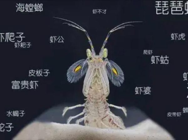 虾蛄怎么读_虾蛄读音是什么-第2张图片-山城妙识 虾蛄怎么读_虾蛄读音是什么-第2张图片-山城妙识