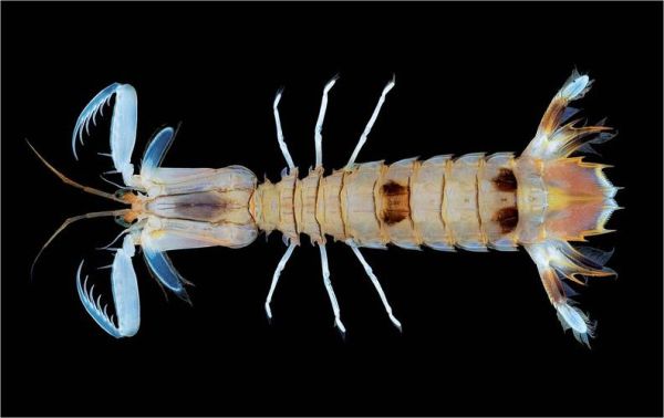 虾蛄怎么读_虾蛄读音是什么-第3张图片-山城妙识 虾蛄怎么读_虾蛄读音是什么-第3张图片-山城妙识