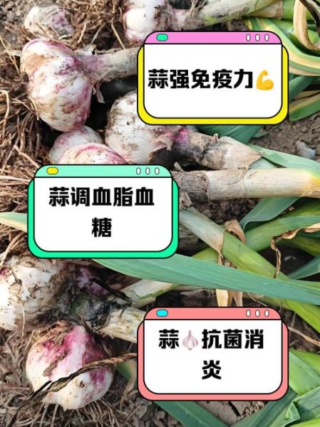 大蒜的功效与作用_生吃大蒜真的能杀菌吗-第1张图片-山城妙识