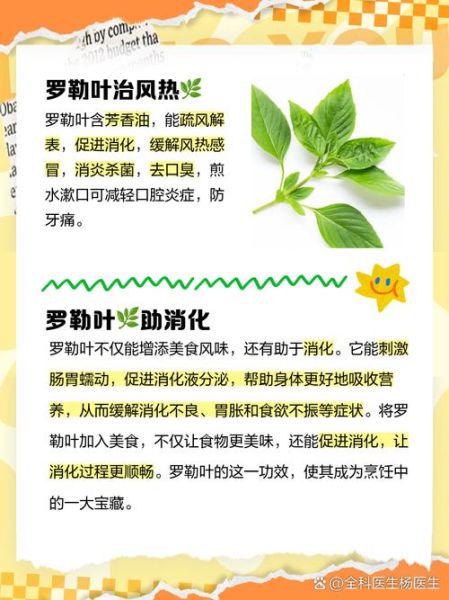 罗勒叶怎么吃_罗勒叶的功效与作用-第1张图片-山城妙识