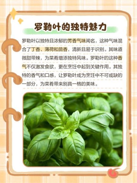 罗勒叶怎么吃_罗勒叶的功效与作用-第3张图片-山城妙识