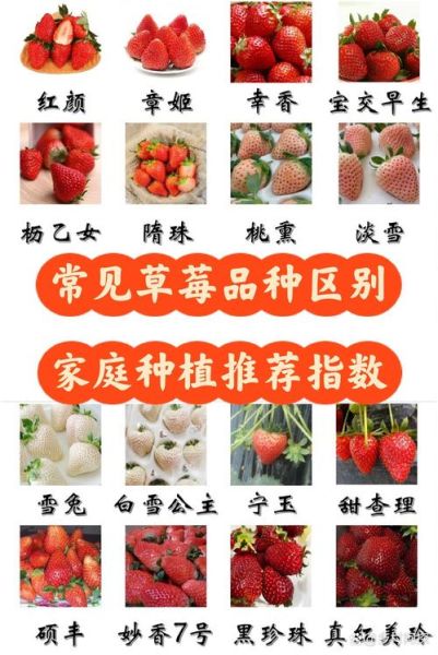 最好吃的草莓品种有哪些_如何挑选最甜的草莓-第1张图片-山城妙识 最好吃的草莓品种有哪些_如何挑选最甜的草莓-第1张图片-山城妙识