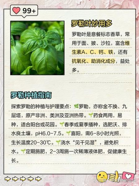罗勒叶怎么吃_罗勒叶的功效与作用-第2张图片-山城妙识