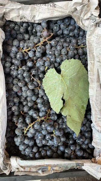 自酿葡萄酒怎么保存_自酿葡萄酒能放多久-第1张图片-山城妙识 自酿葡萄酒怎么保存_自酿葡萄酒能放多久-第1张图片-山城妙识