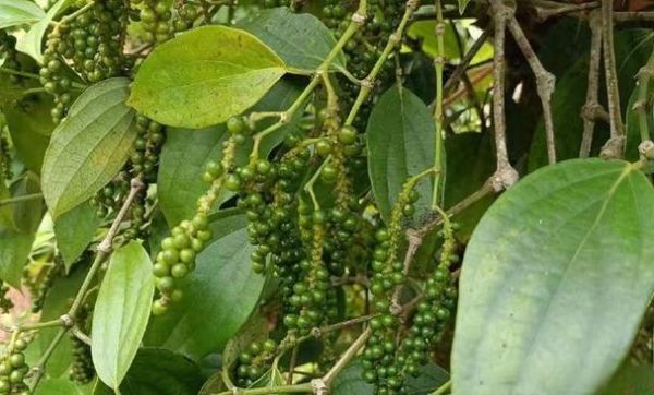 胡椒价格今日多少钱一斤_胡椒价格为何波动大-第1张图片-山城妙识