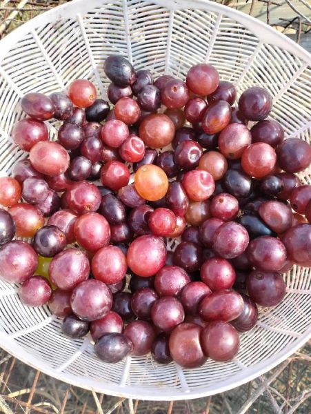 自酿葡萄酒怎么保存_自酿葡萄酒能放多久-第3张图片-山城妙识 自酿葡萄酒怎么保存_自酿葡萄酒能放多久-第3张图片-山城妙识