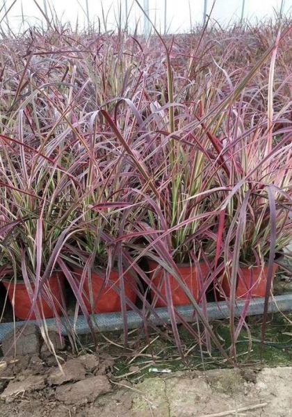 狼尾草怎么种_狼尾草什么时候种最好-第3张图片-山城妙识