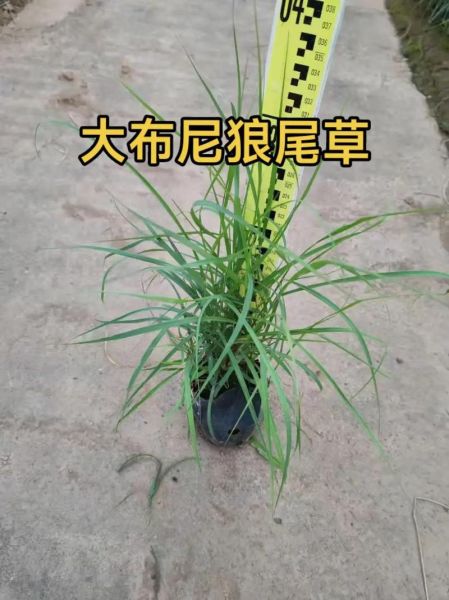 狼尾草怎么种_狼尾草什么时候种最好-第1张图片-山城妙识
