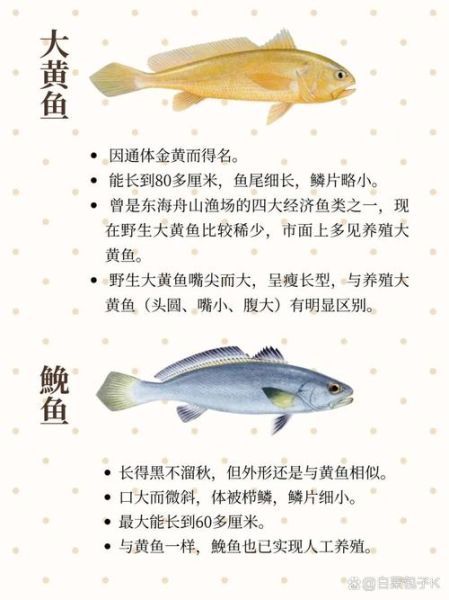 黄花鱼有哪些品种_大黄花鱼和小黄花鱼区别-第3张图片-山城妙识