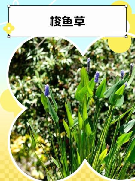 梭鱼草和再力花的区别_梭鱼草与再力花怎么区分-第1张图片-山城妙识 梭鱼草和再力花的区别_梭鱼草与再力花怎么区分-第1张图片-山城妙识